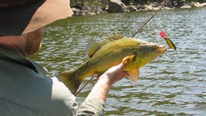 Things to do in Goondiwindi - Goondiwindi Top Tourist Park